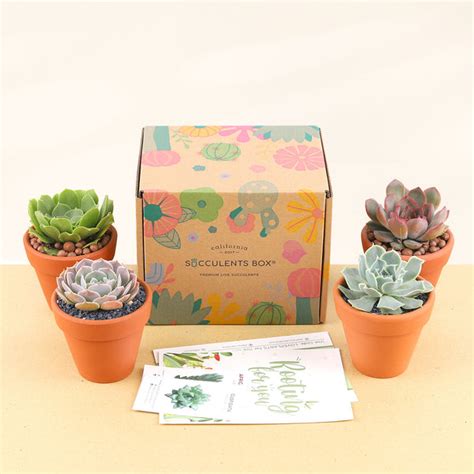 How Succulents Box Is A Sustainable Business Succulents Box