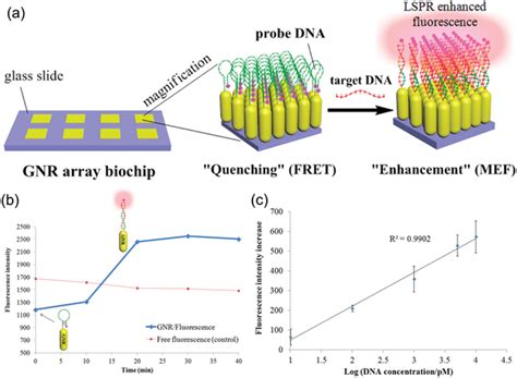 A Schematic Of Lspr Enhanced Fluorescence Applied In Au Nanorods Array Download Scientific