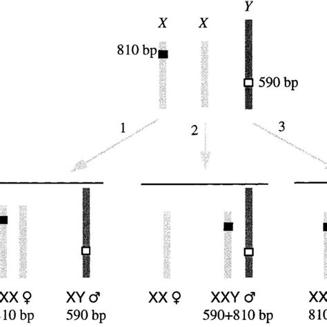 Model For The Segregation Of X And Y Chromosome Markers During Pollen