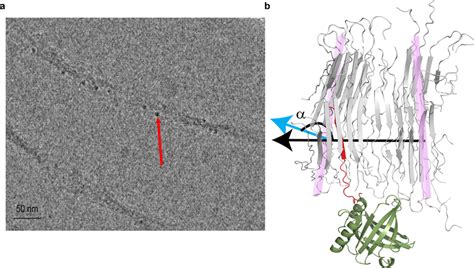 Binding Of L Pgds To The G623r Fibril A Representative Cryo Em Image Of