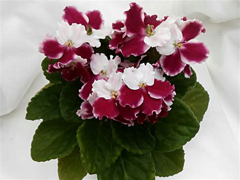 12 Beautiful Types Of African Violets You Can Grow In India Artofit