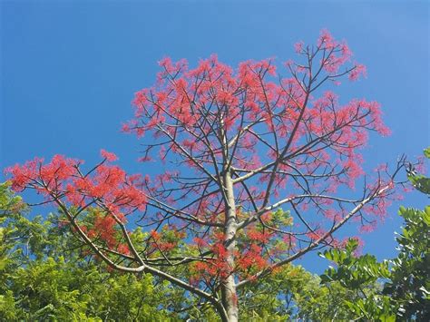 Brachychiton Acerifolius Illawarra Flame Tree Gardening With Angus