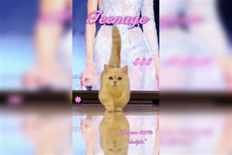 小圆子的猫步 可爱小猫咪 我们喵星人就是这么拽 网红猫 猫步