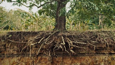 24 Trees With Deep Root System American Gardener