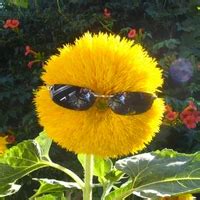 Mit Han Lab Mit Han Lab