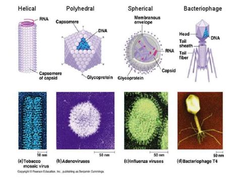 Unit I Structure Symmetry Cultivation Of Viruses Ppt Pptx