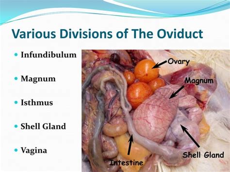 Histology Of Avian Female Reproductive System Pptx