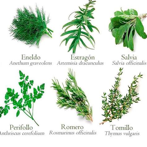 6 Plantas Medicinales Para La Salud Y Fáciles De Conseguir Plantas Medicinales Plantas