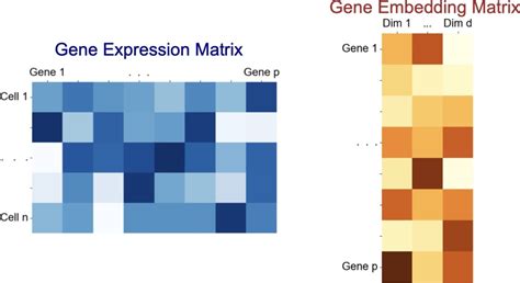 Cell To Cell Distance That Combines Gene Expression And Gene Embeddings