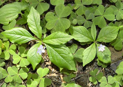 Plantfiles Pictures Broad Leaved Starflower Western Starflower Indian Potato Trientalis