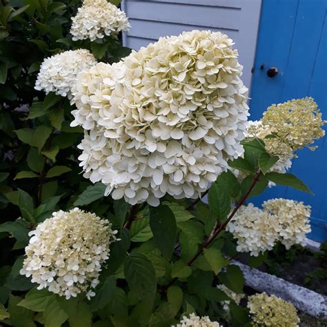 Massive Massive Head On My Hydrangea Flowers By Belinda