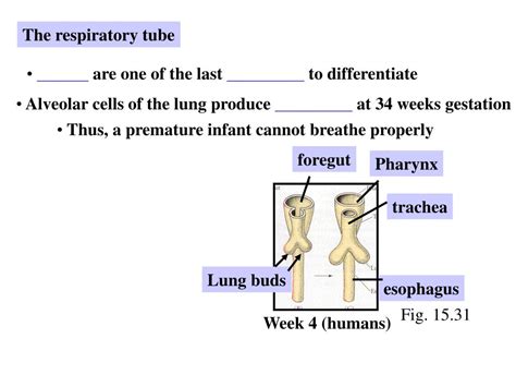 Ppt Chapter 15 Lateral Mesoderm And Endoderm Powerpoint Presentation Id 6380262