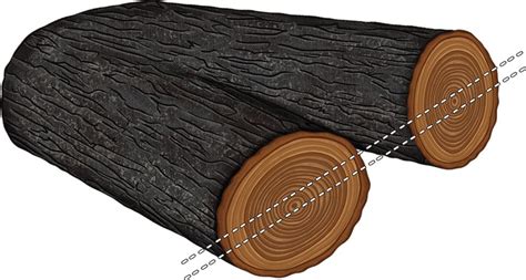 Anatomy Of A Log Popular Woodworking