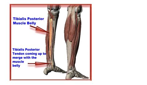 Posterior Foot Muscles