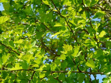 Free Images Nature Branch Fruit Leaf Flower Bush Food Green
