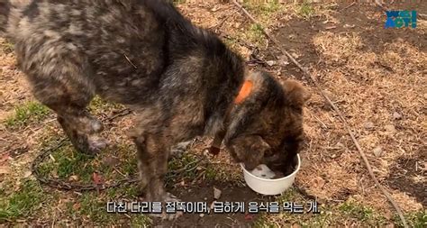 산불로 인해 목줄 묶인 개들은 그대로 죽어가는 중 유머 움짤 이슈 에펨코리아