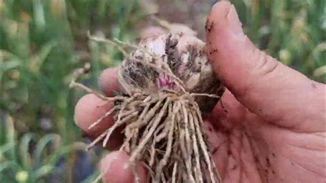 쪽파종구수확 Youtube