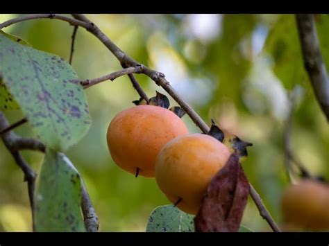 Identify Persimmon Tree Persimma ” Winter Beauty Of Our Garden