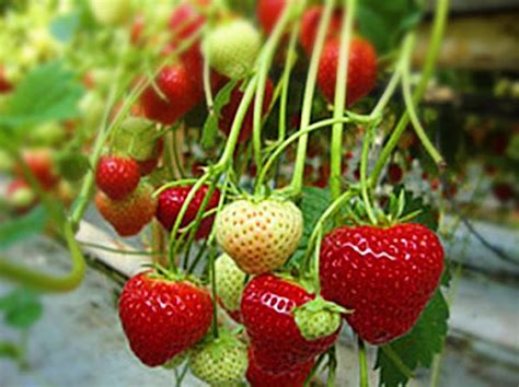 ต้นสตอเบอร์รีพันธุ์พระราชทาน80 หวานอร่อย พร้อมปลูกในถุงดำ 39 บาท Th