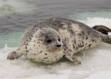 Spotted Seal Phoca Largha Mammal