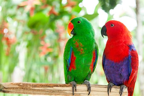 Parrot Health Parrots And Disease Parrots Guide Omlet US