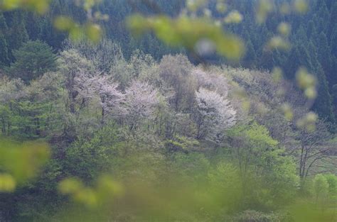 山桜咲く GANREF