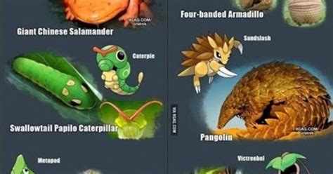 실제 포켓몬 모델 만화 속 포켓몬들이 실제 있었다니