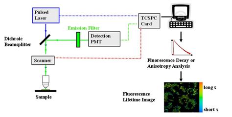 11 Flim Setup Incorporating Time Correlated Single Photon Scanning
