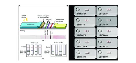 A Lateral Flow Assay Lfa Device A Schematic Illustration Of