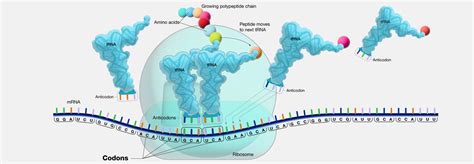 Advanced Codon Optimization For Better Protein Expression Epoch Life Science