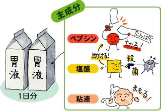 胃のしくみ