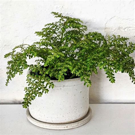 40 Types Of Pilea Plants With Pictures Houseplant Alley