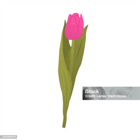 핑크 튤립 꽃 한 송이 휴일 결혼식 또는 데이트를 위한 꽃 꽃집 구성 사랑하는 사람을 위한 선물 흰색 배경에 고립 된 벡터
