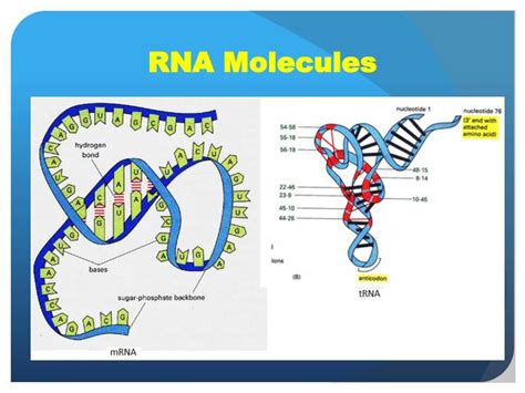 PPT Genetic Information Flow RNA Structure PowerPoint Presentation ID