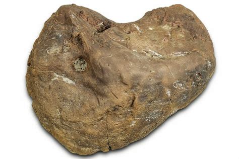 5 Dinosaur Calcaneum Heel Bone Montana 326420 For Sale
