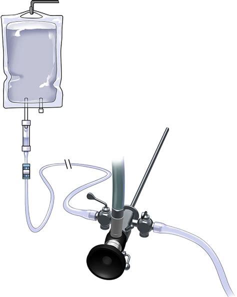 Figure 2 From Endoscopic Sex Identification In Chelonians And Birds