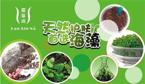 海藻籽长什么样子图片 海藻籽图片 海藻籽 大山谷图库