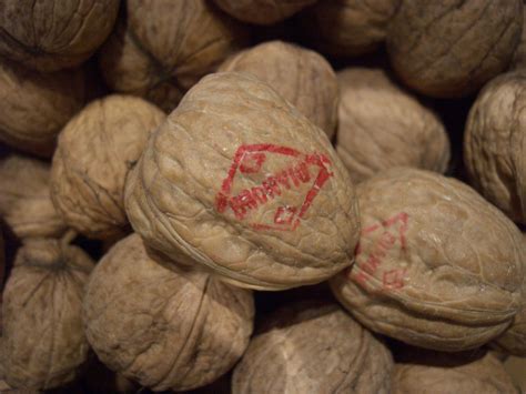 Hard Shell Free Photo Download Freeimages