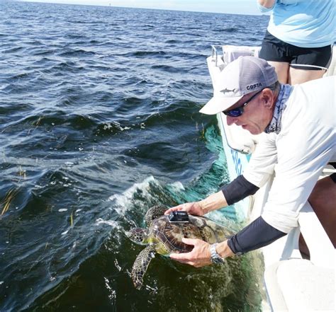 The Green Sea Turtle Diet Habitat And Conservation Efforts Earthorg