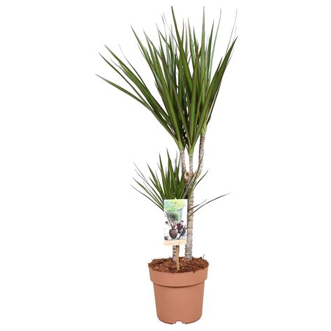Dra Marginata 17cm Pot Size 75cm Tall Dragon Tree Indoor Houseplant