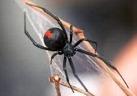 Common Spiders In Las Vegas I Fortified Pest Management