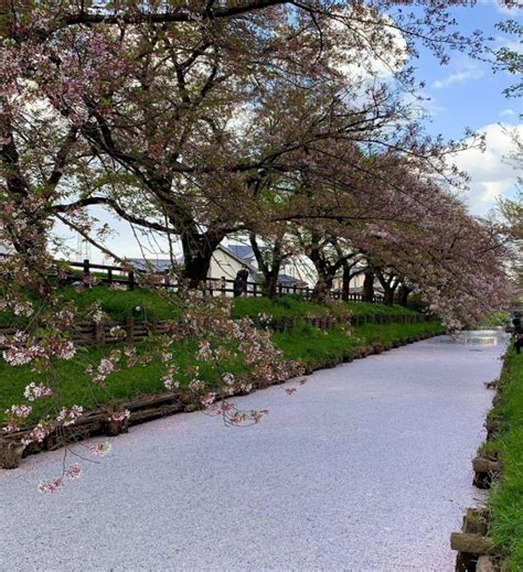 벚꽃 피는 계절에 떠난 일본