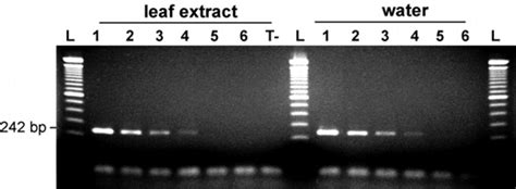 Sensitivity Of A Polymerase Chain Reaction Assay For Detection Of Download Scientific Diagram