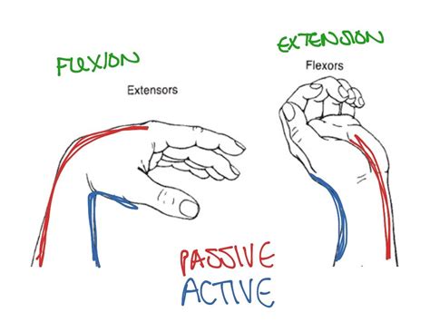 Activepassive Insufficiency Physical Therapy School Medical School