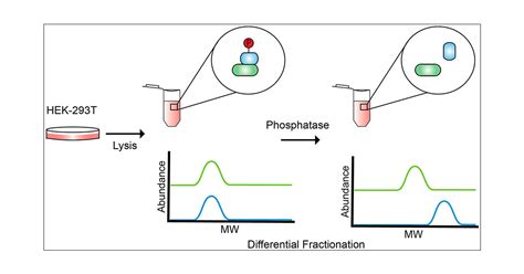 Systematic Identification Of Protein Phosphorylation Mediated Interactions Journal Of Proteome