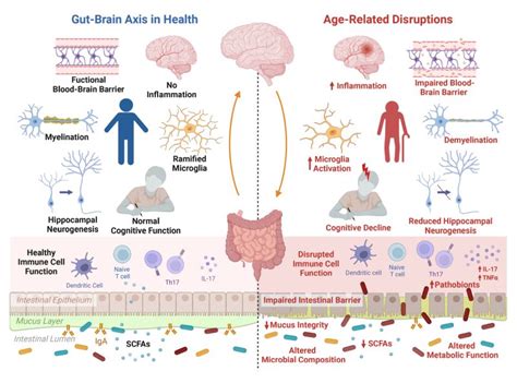Gutmicrobiome Aging Katherine Katie Guzzetta Phd Pmp
