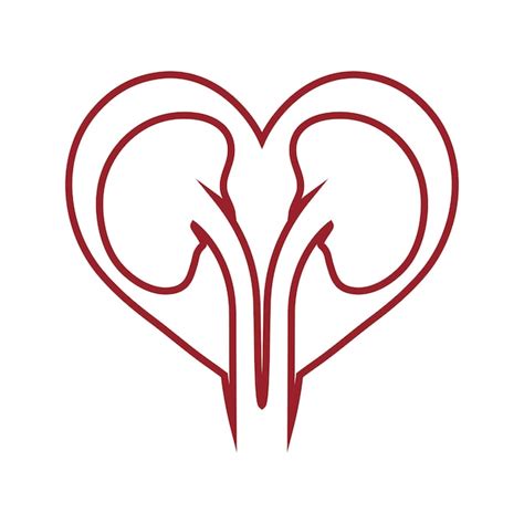 신장 아이콘 벡터 일러스트 레이 션 프리미엄 벡터