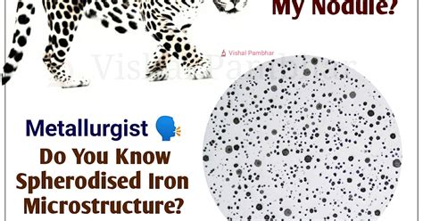 Metallurgical And Material Science 🔬 Spheroidized Cast Iron Microstructure 🔬