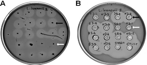 Figure 1 From Screening And Identification Of Bacteriocin Like Inhibitory Substances Producing