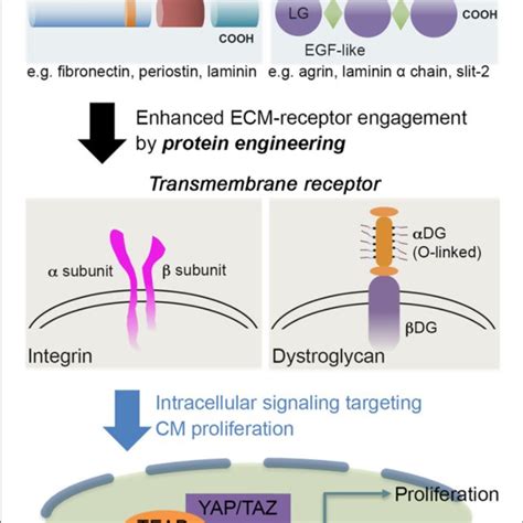 The Schematic Showcases An Example Of Integrin Binding Domain Such